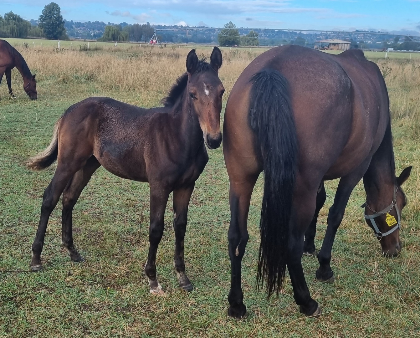 » THREE IN ONE PACKAGE (Broodmare, McWICKED weanling & pos test to ...