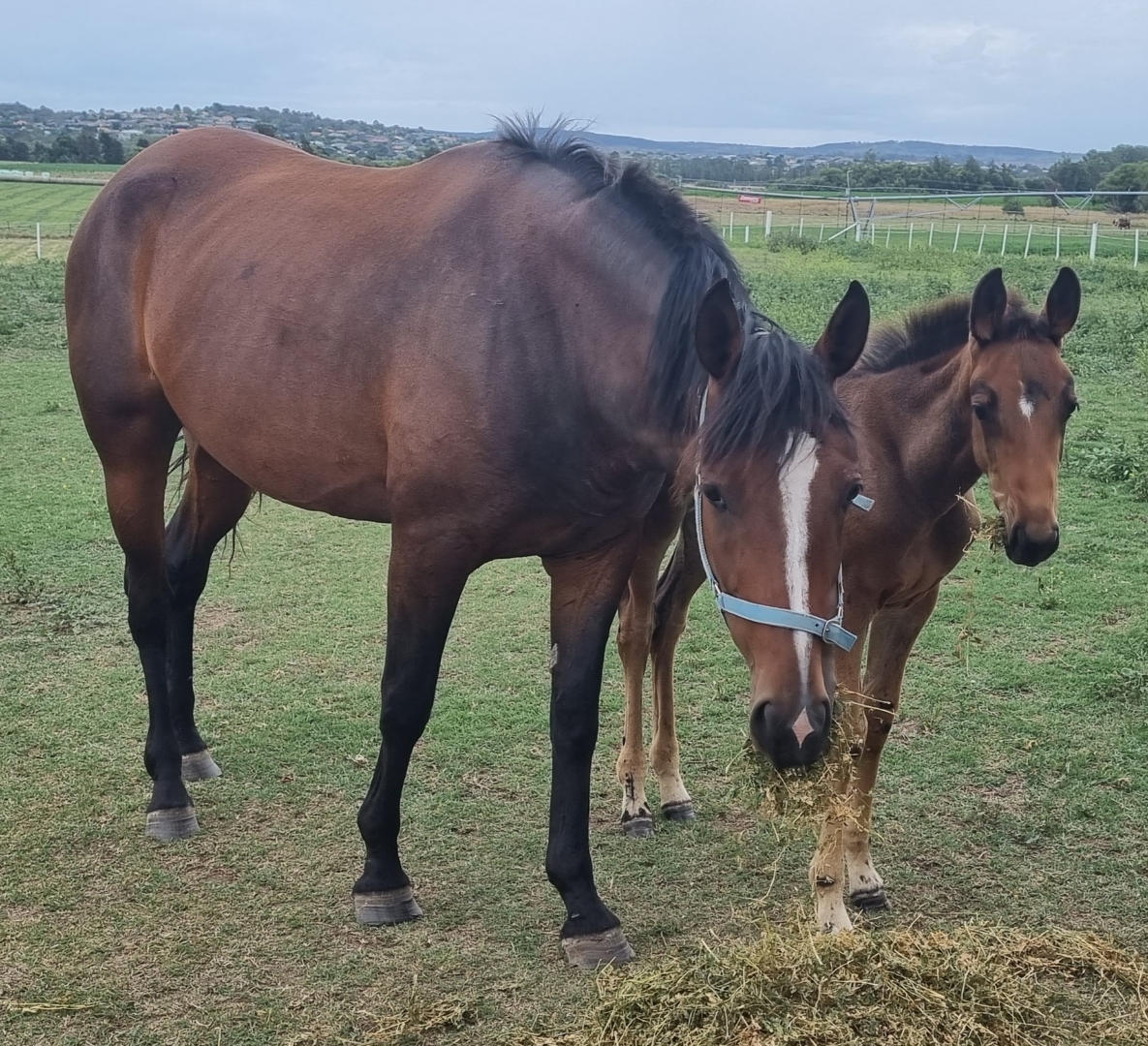 » THREE IN ONE PACKAGE (Broodmare, McWICKED weanling & pos test to ...