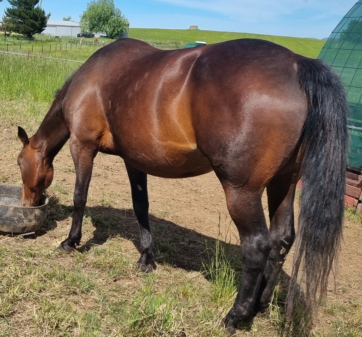 » THREE IN ONE PACKAGE (Broodmare, McWICKED weanling & pos test to ...